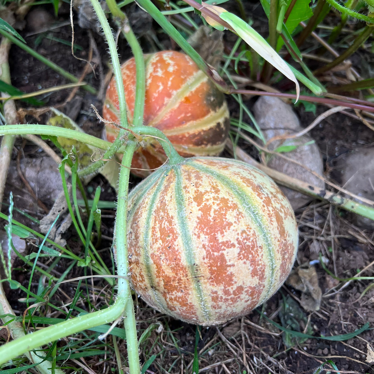 Kajari Melon – Revival Seeds