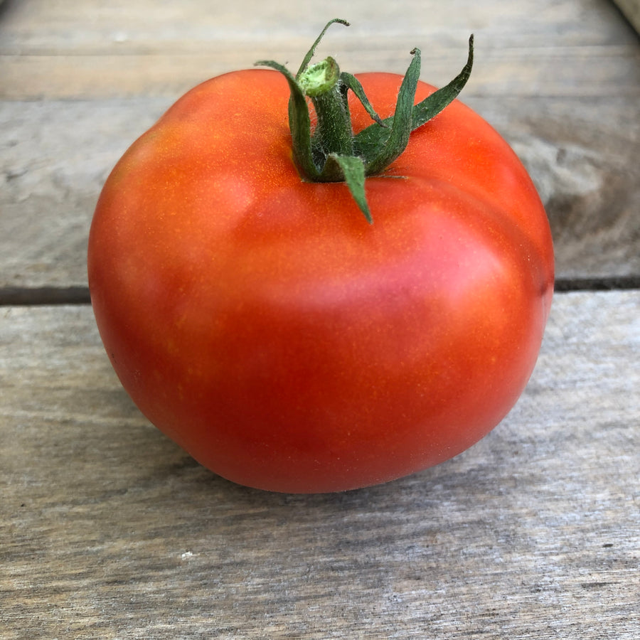 Kalinka Tomato – Revival Seeds