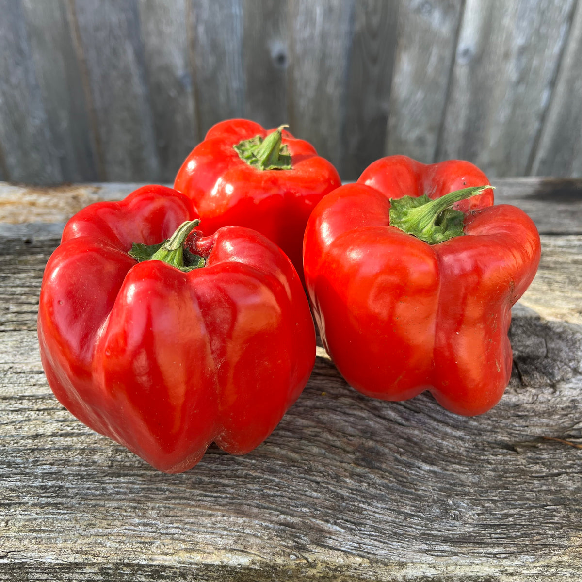 King Crimson Sweet Pepper – Revival Seeds