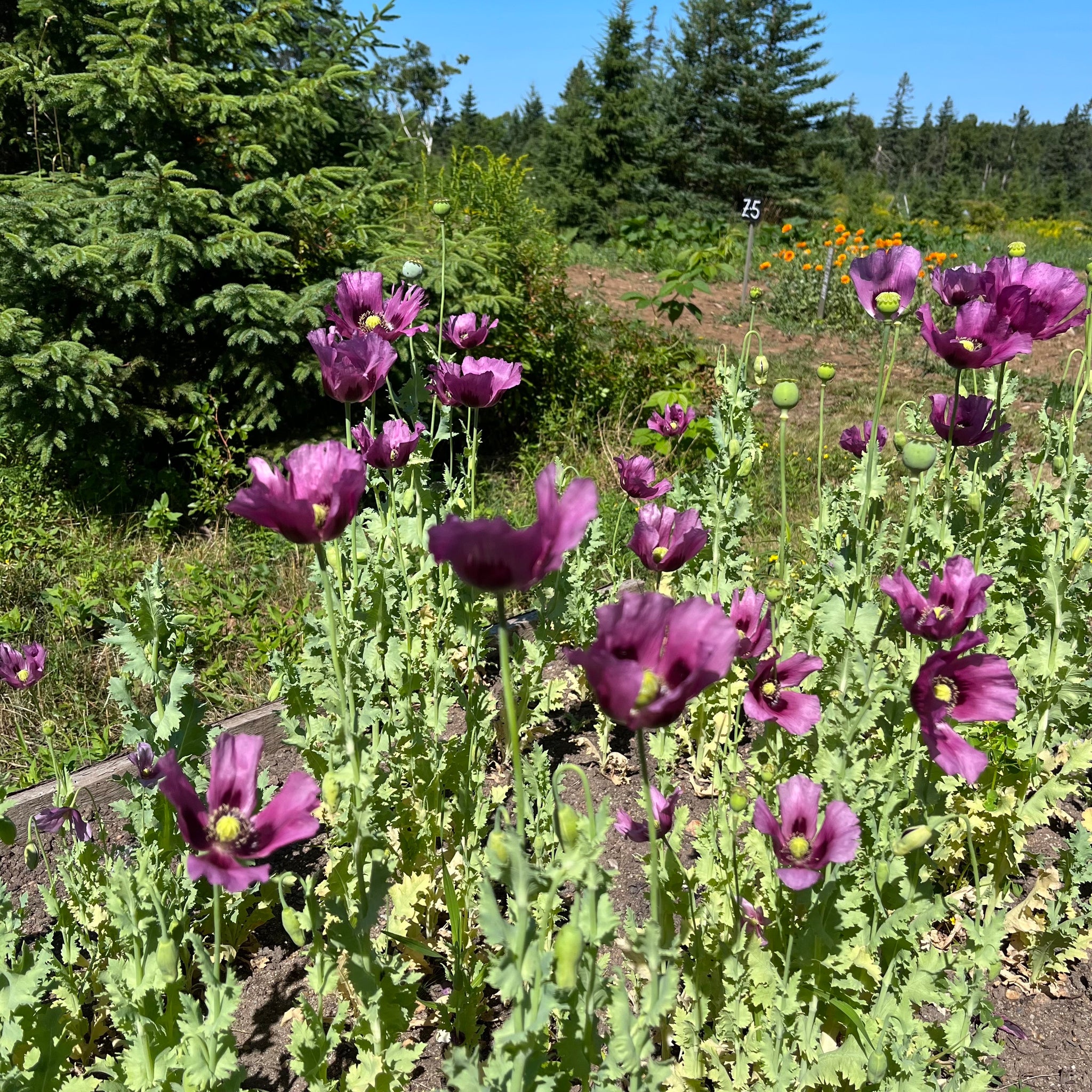Lavender Poppy – Revival Seeds
