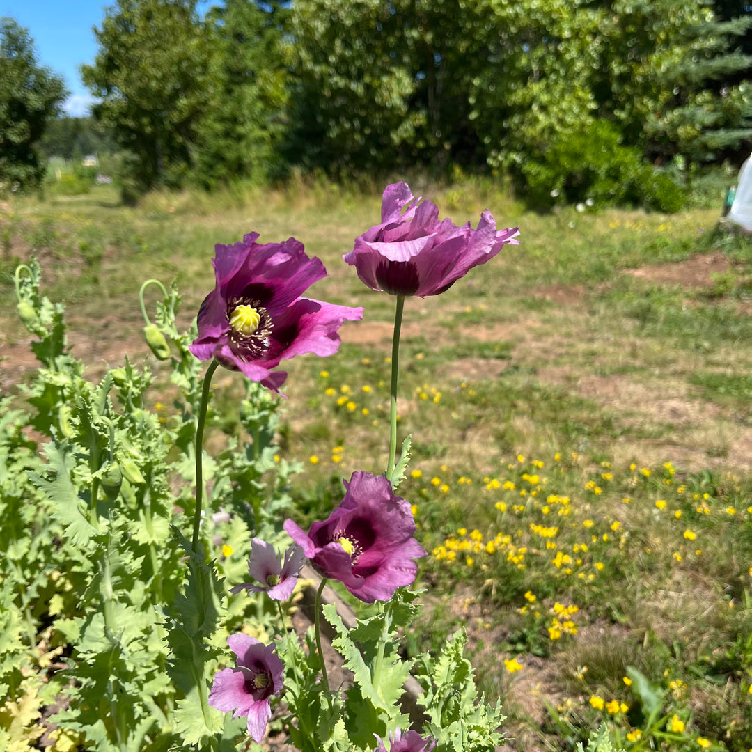 Lavender Poppy – Revival Seeds