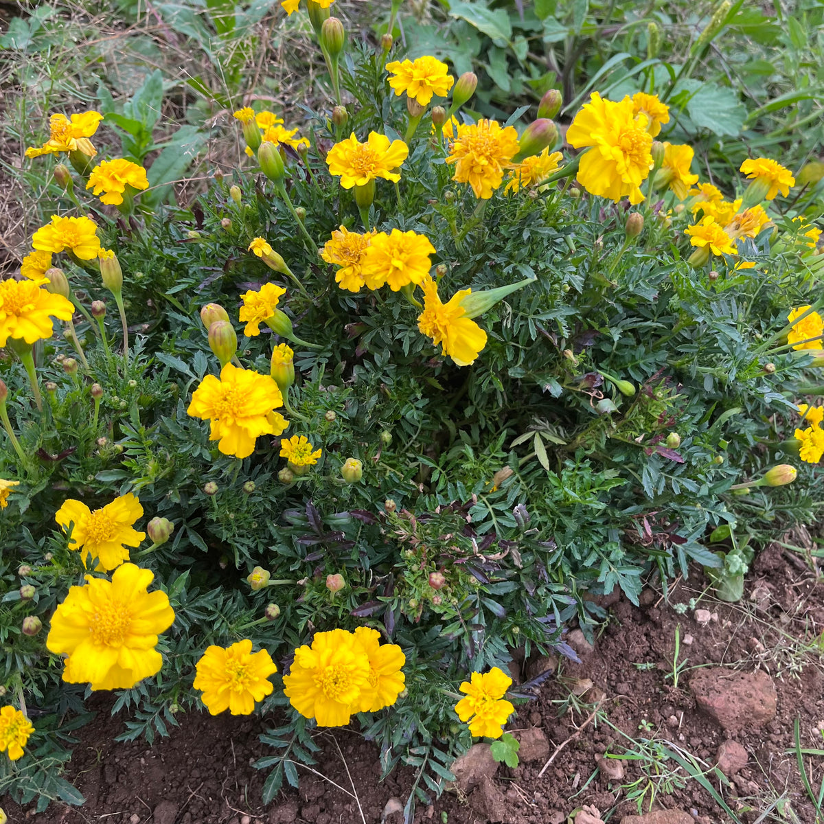 Lemon Drop Marigold – Revival Seeds