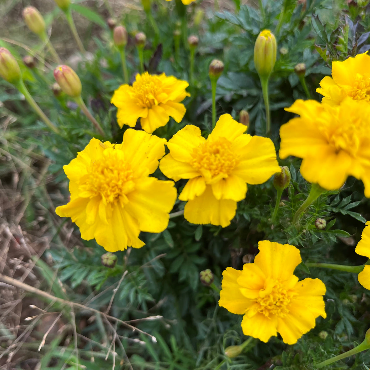 Lemon Drop Marigold – Revival Seeds