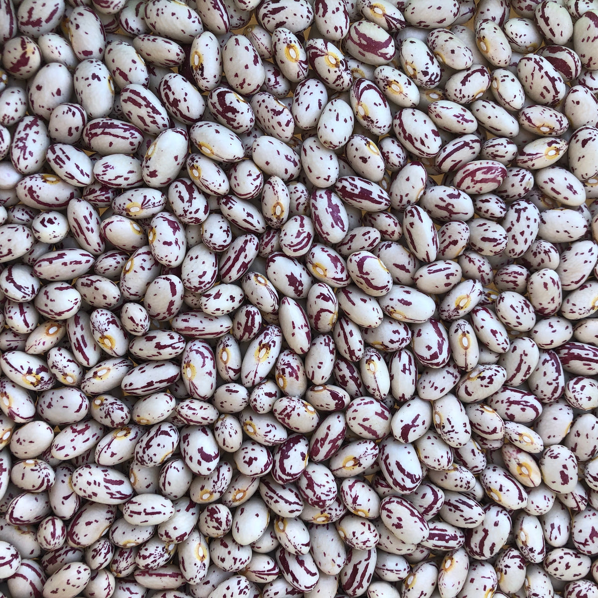 Lina Sisco's Bird Egg Bush Bean – Revival Seeds