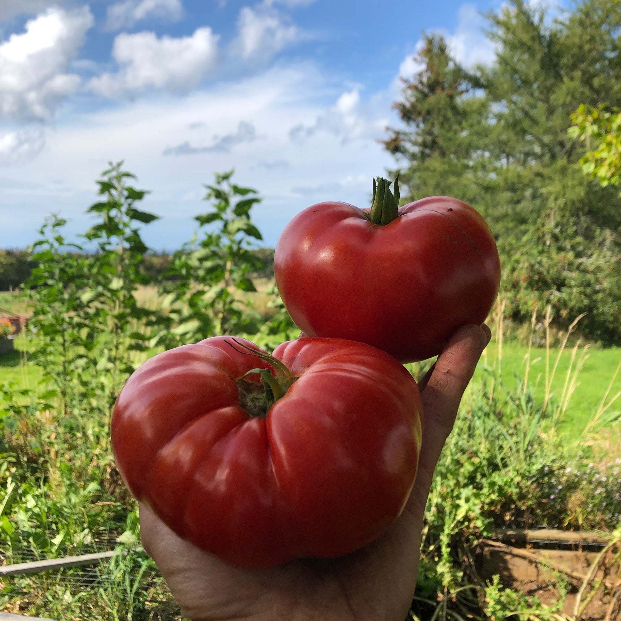 Magnum Beefsteak Tomato – Revival Seeds
