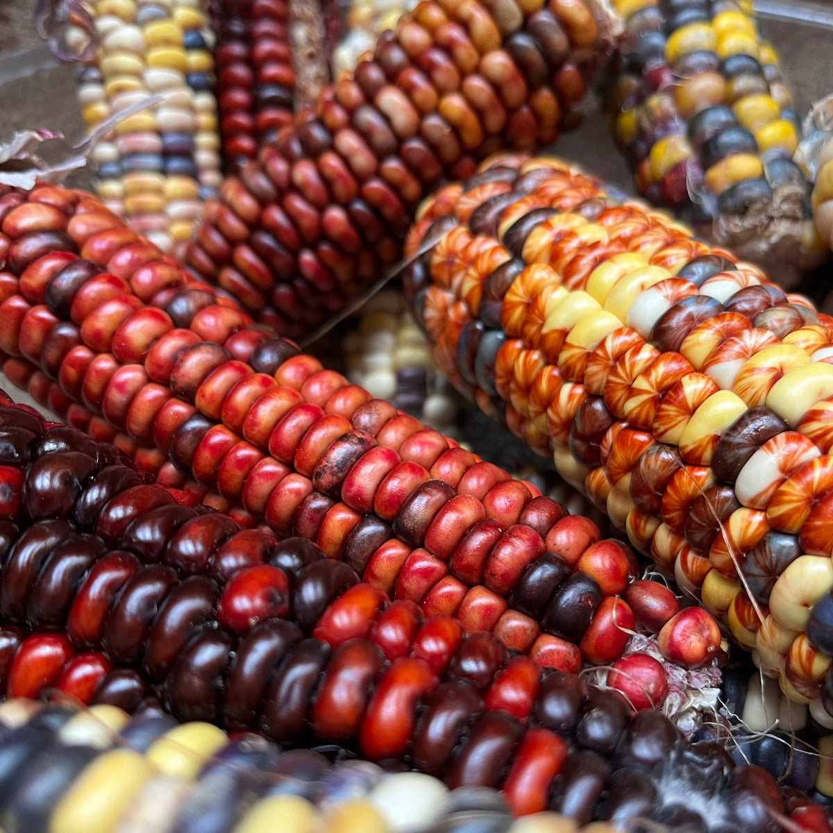 Mandan Bride Corn – Revival Seeds