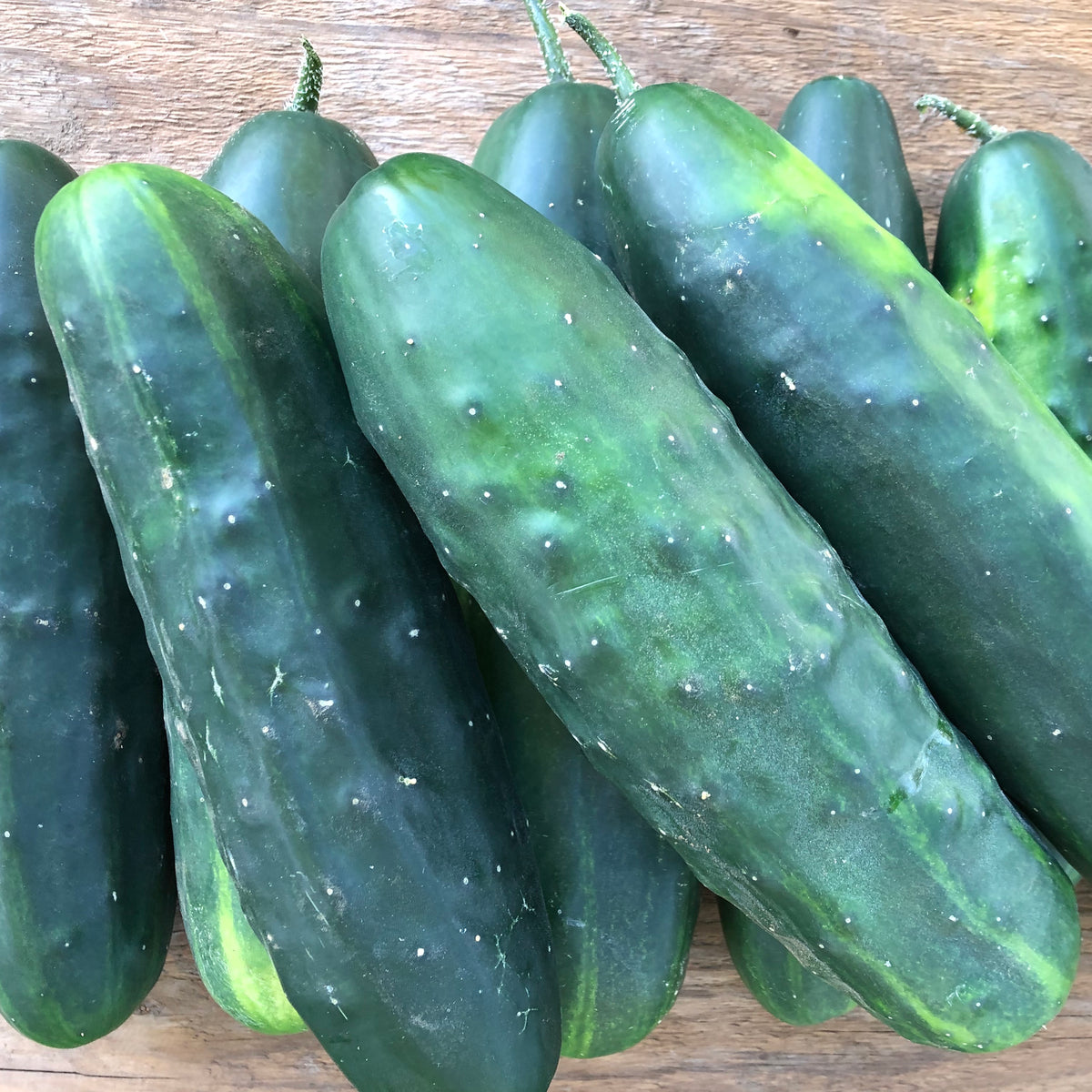 Marketmore 76 Cucumber – Revival Seeds