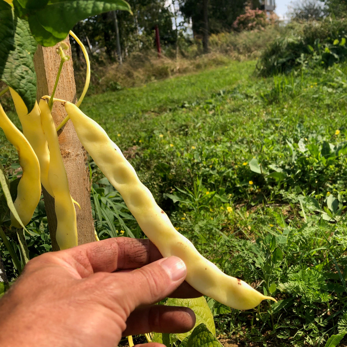 Marvel of Venice Climbing Bean – Revival Seeds