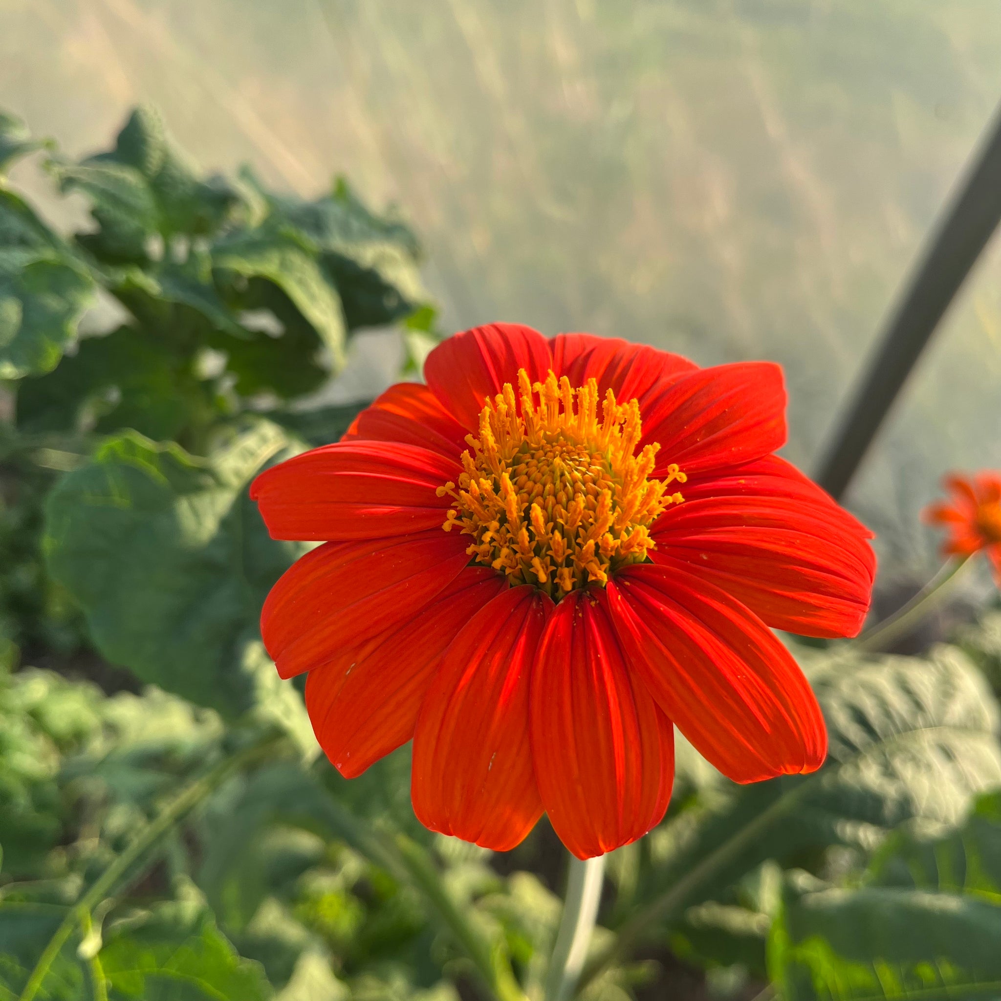 Mexican Sunflower – Revival Seeds