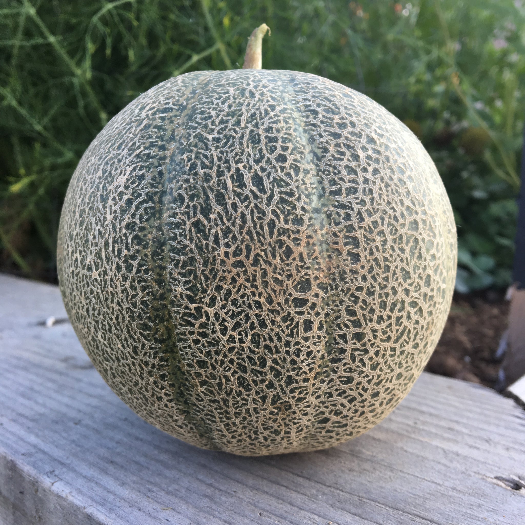Minnesota Midget Melon – Revival Seeds