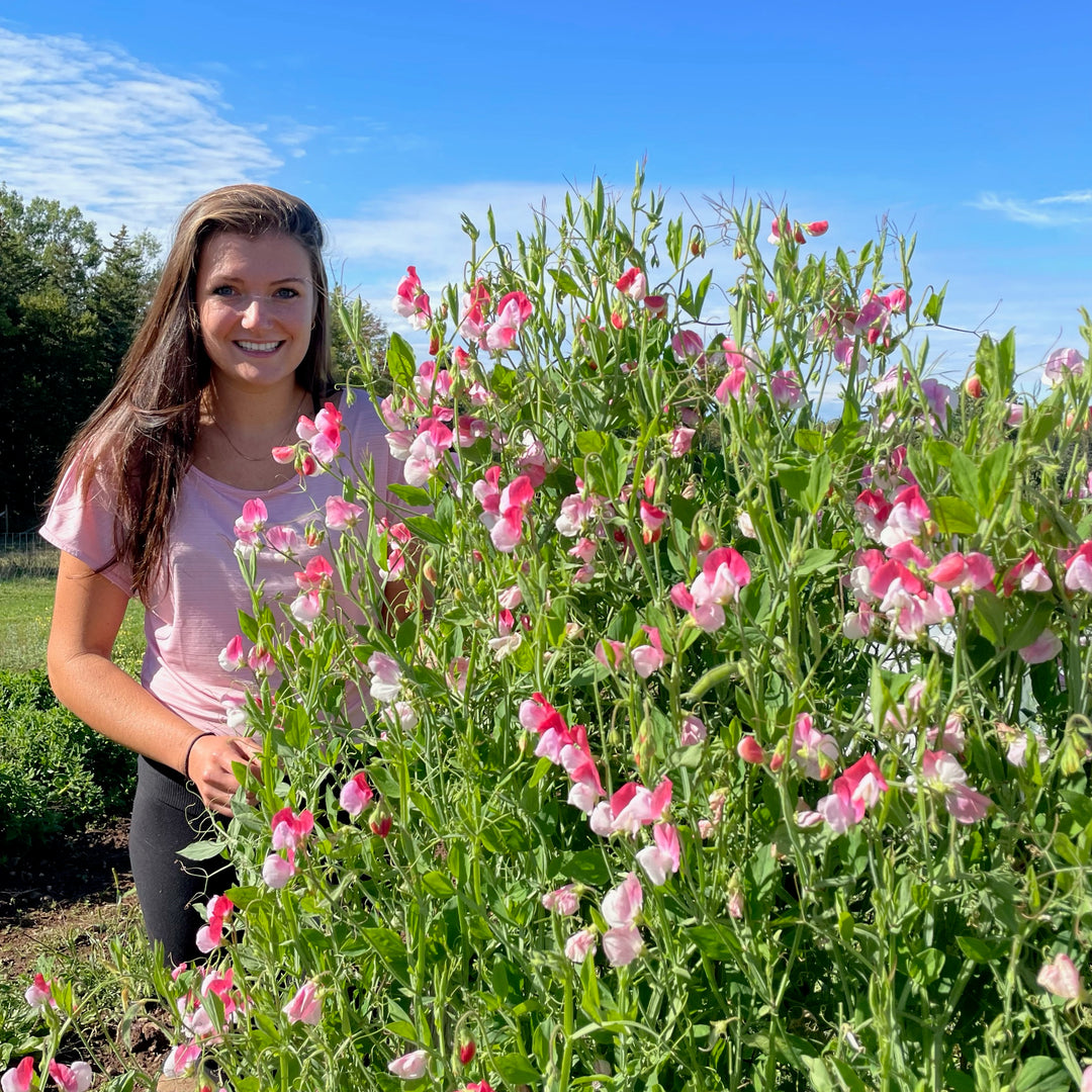 Morden Pink Lady Sweet Pea – Revival Seeds