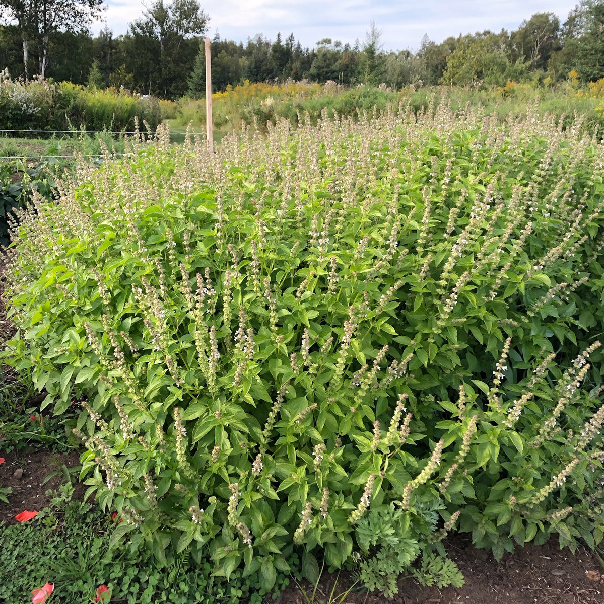 Mrs. Burn's Lemon Basil – Revival Seeds