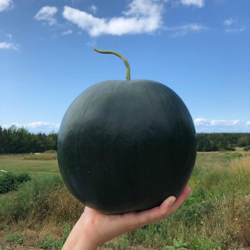Nellie's Sugar Watermelon – Revival Seeds