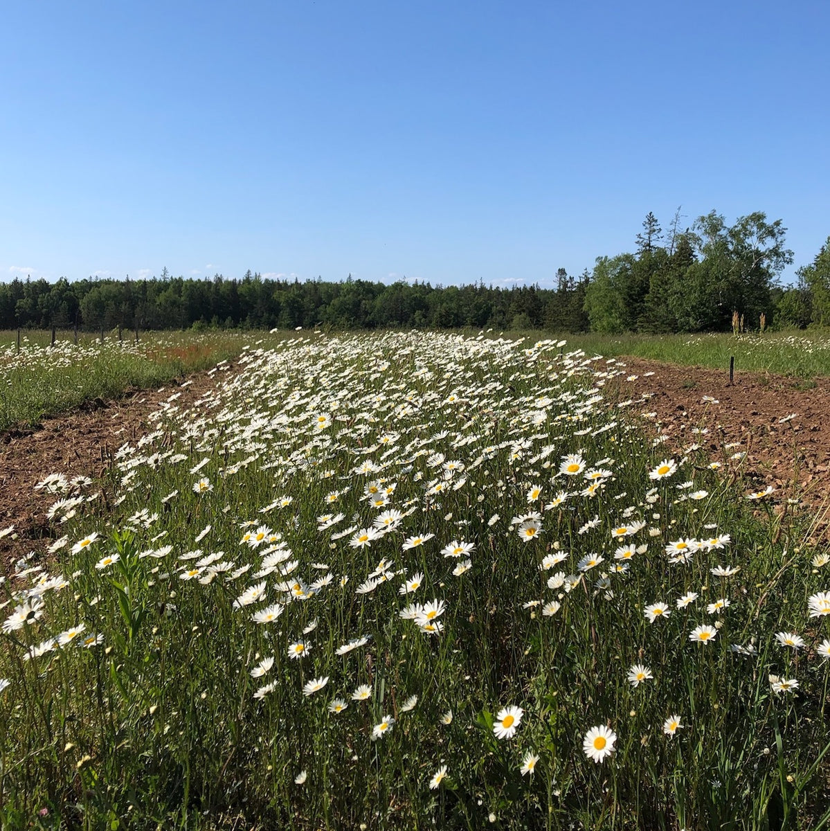 Ox-Eye Daisy – Revival Seeds