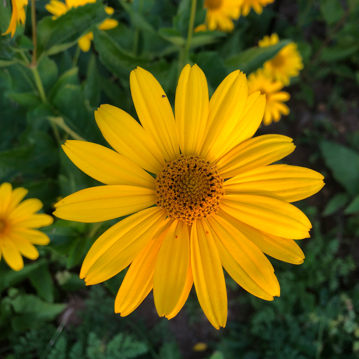 Ox-Eye Sunflower (False Sunflower) – Revival Seeds