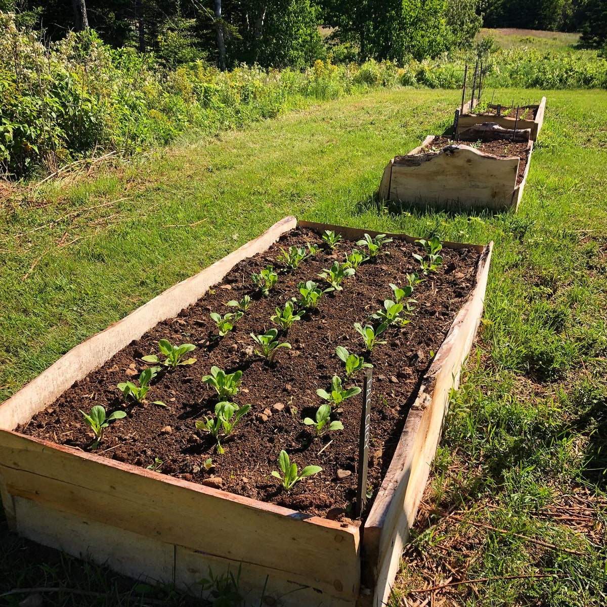 Green Pac Choy – Revival Seeds