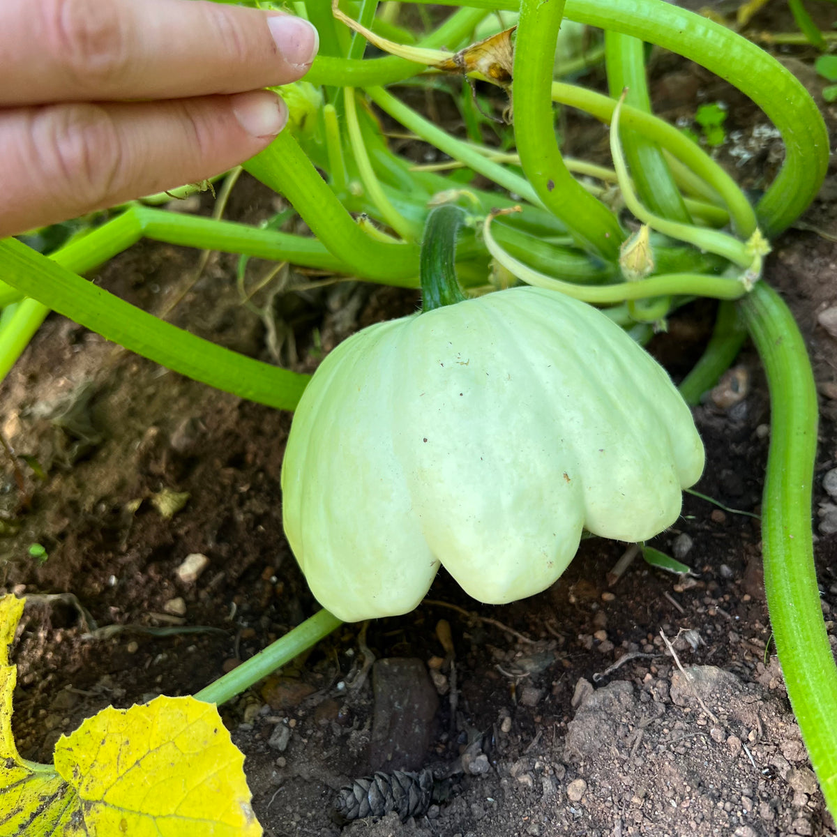 Patisson Panache Juane et Verte Squash – Revival Seeds
