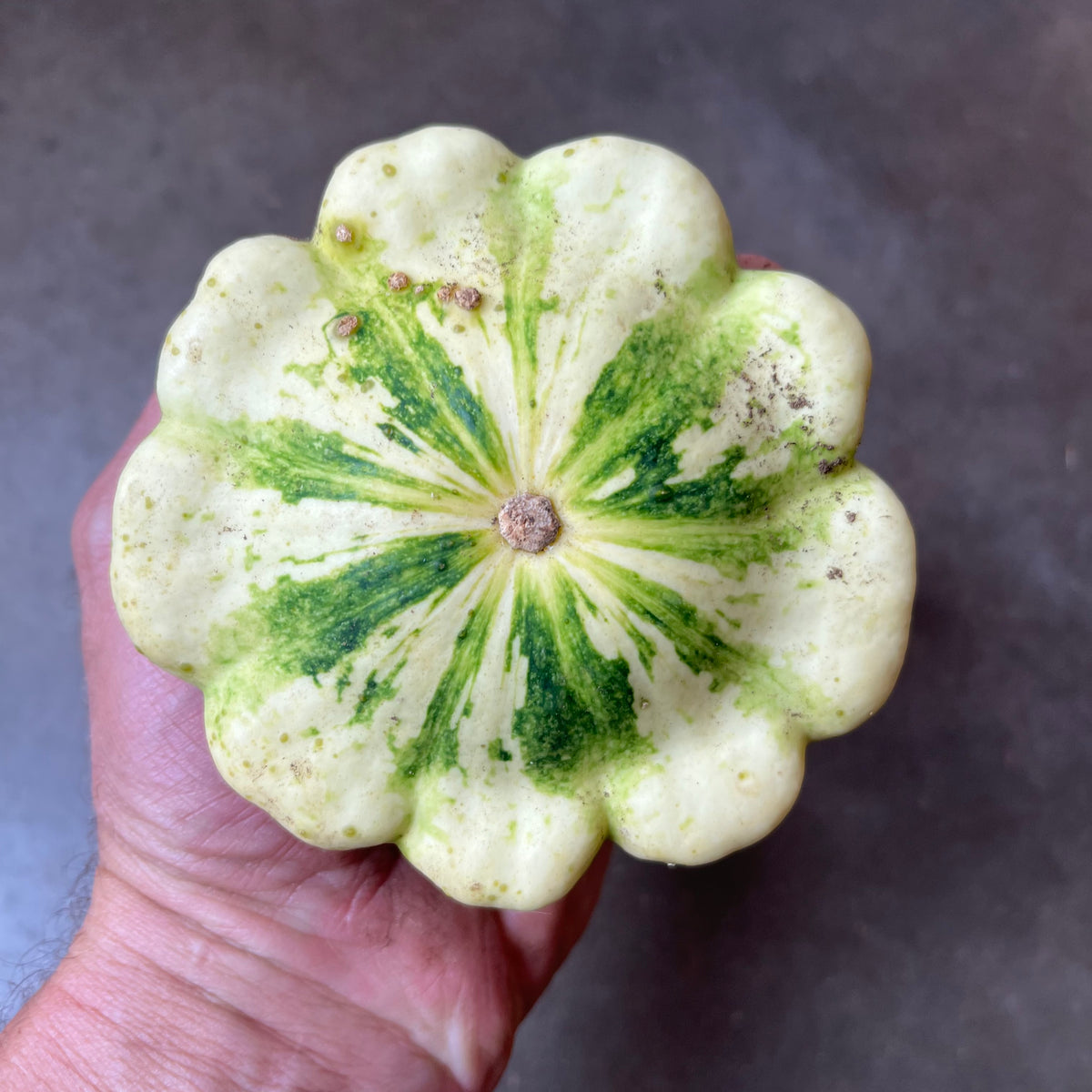Patisson Panache Juane et Verte Squash – Revival Seeds