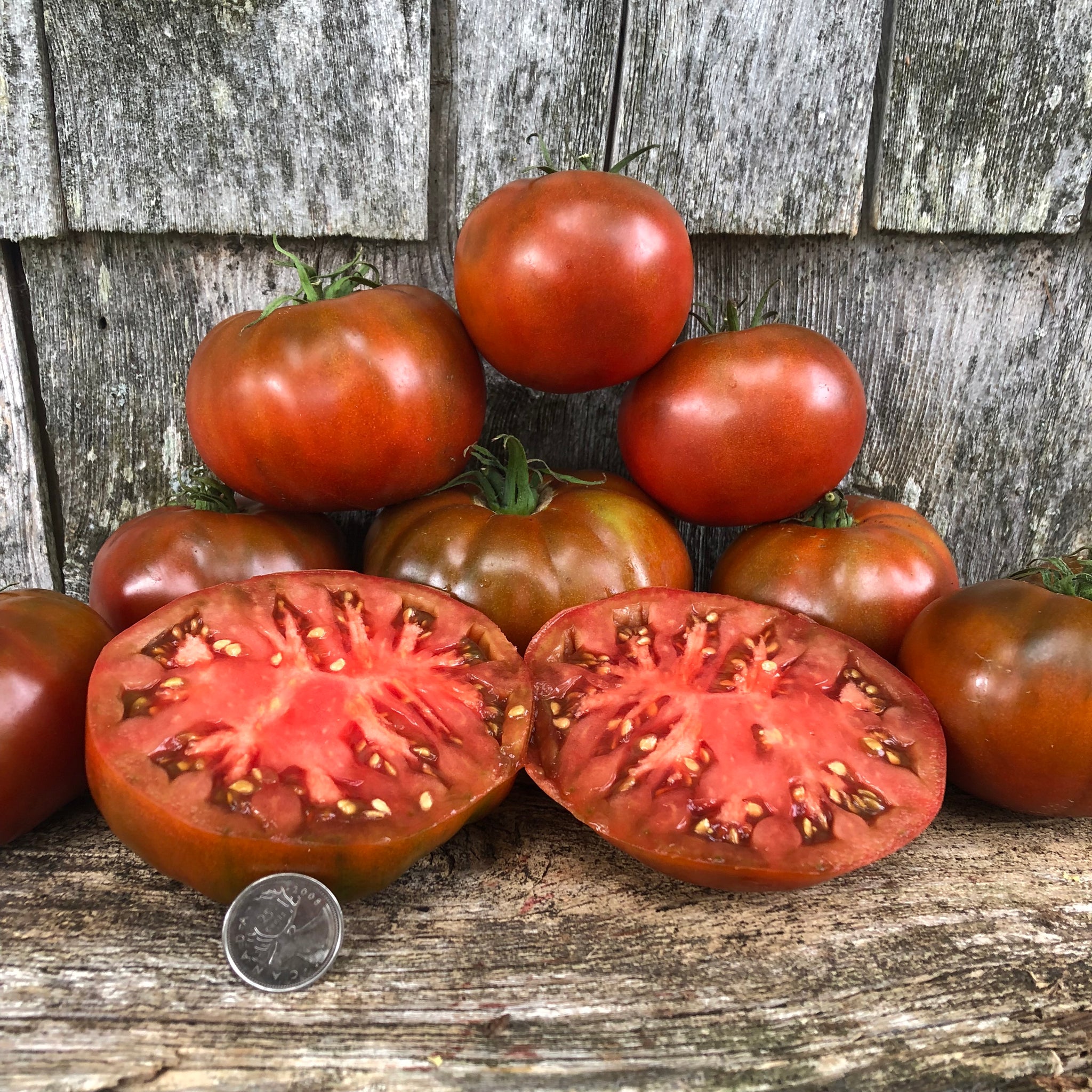 Paul Robeson Tomato – Revival Seeds
