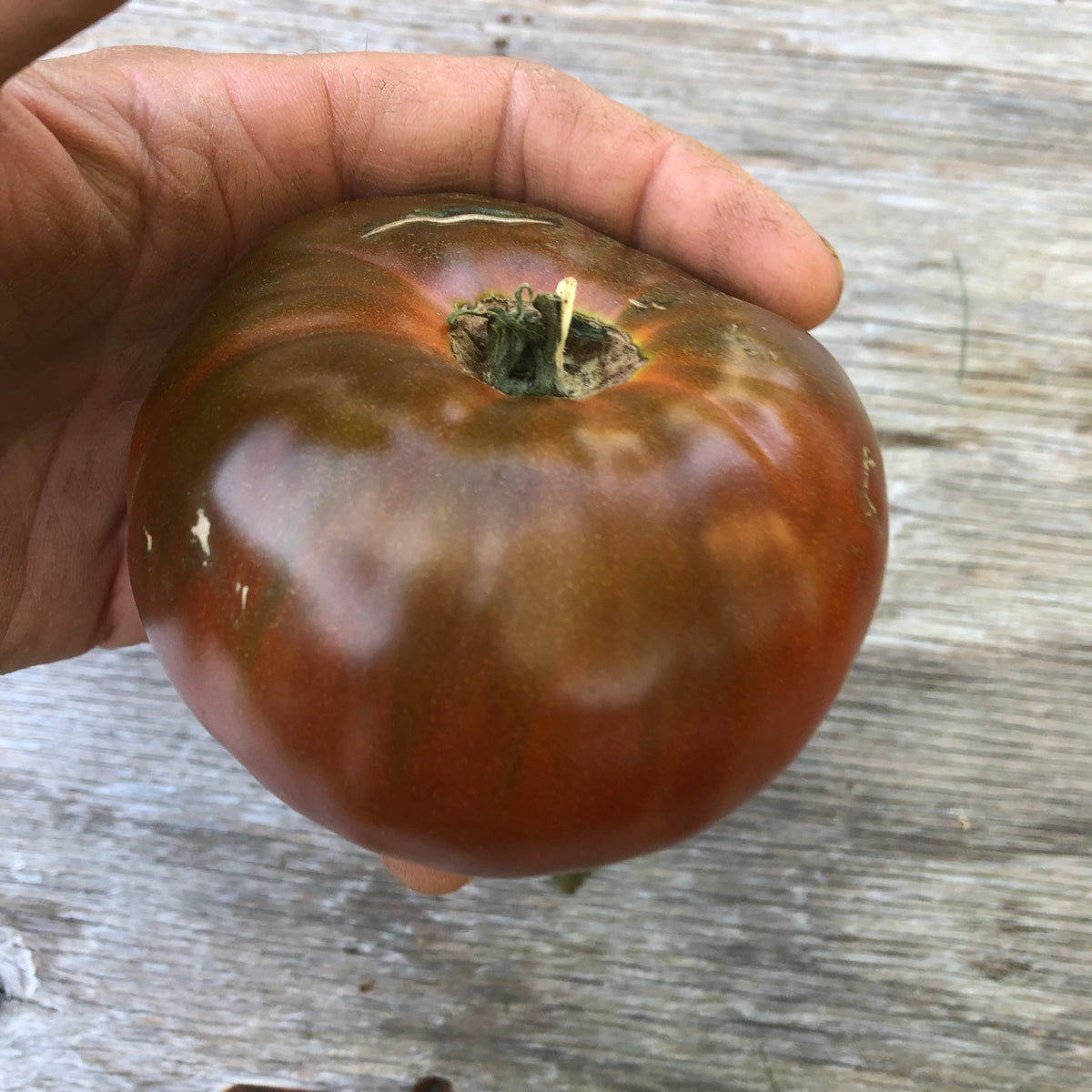 Paul Robeson Tomato – Revival Seeds