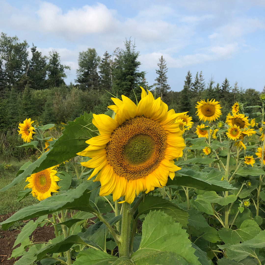 Sunflowers – Revival Seeds