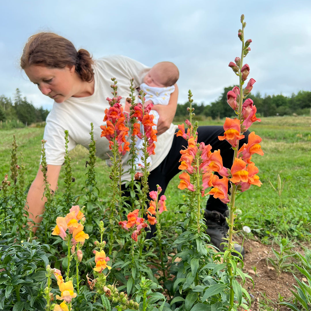 Prairie Fire Snapdragon – Revival Seeds