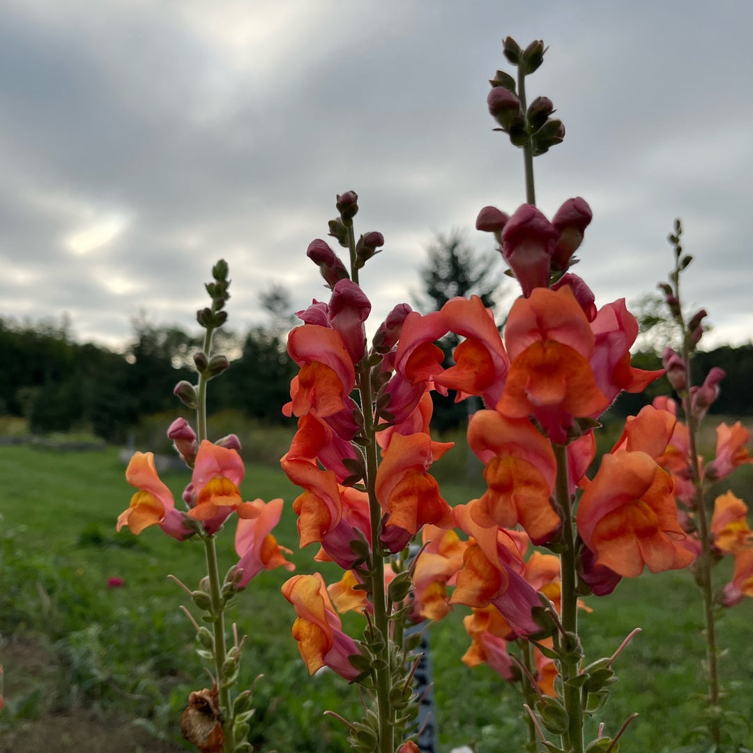 Prairie Fire Snapdragon – Revival Seeds