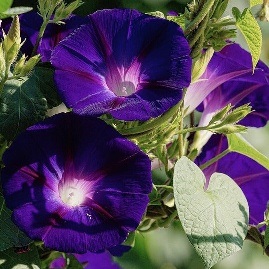 Purple Moonflower Advice Please. Should I Snip Off All Of The Purple