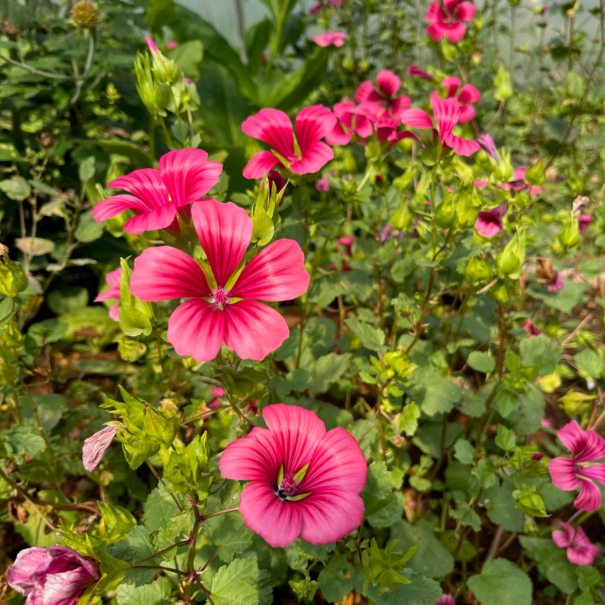 Queen Pink Malope Flower – Revival Seeds