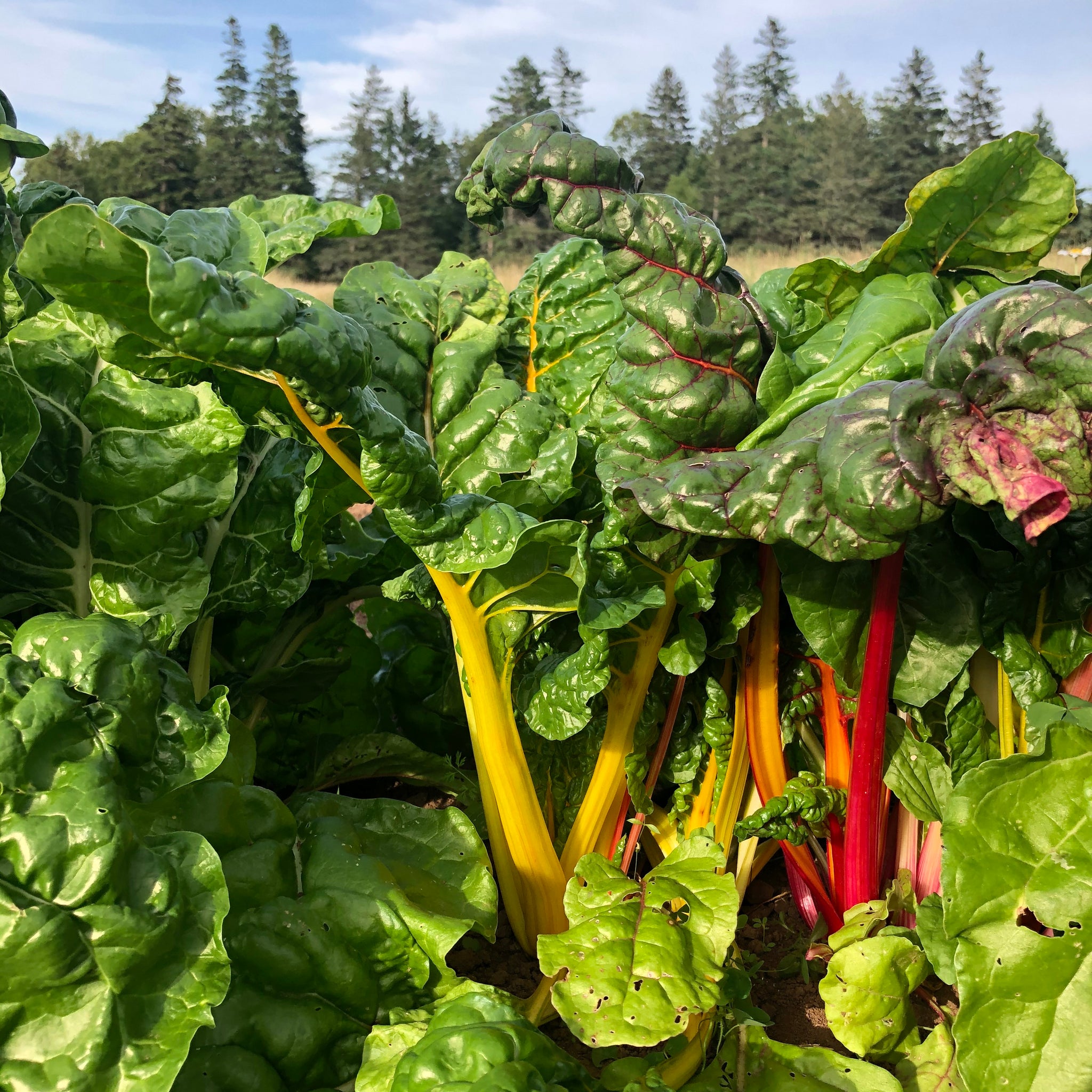 Swiss Chard – Revival Seeds