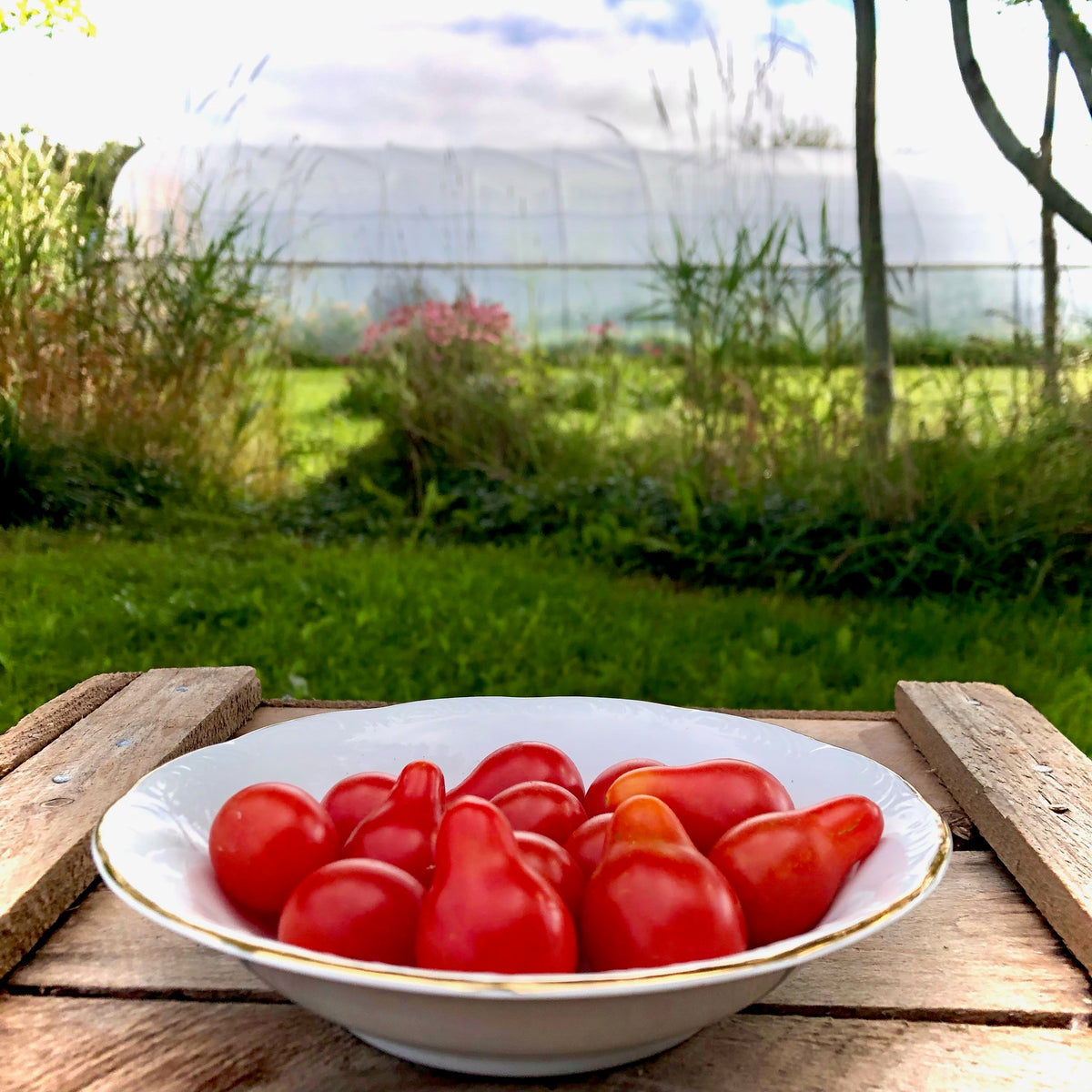 Red Fig Tomato – Revival Seeds