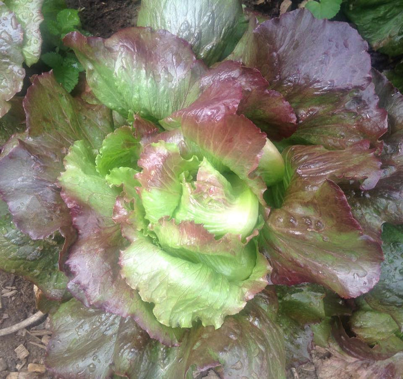 Red Iceberg Lettuce – Revival Seeds