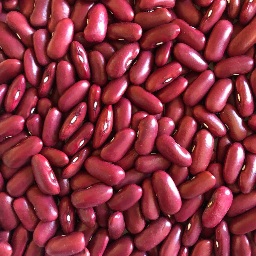 Dark Red Kidney Bush Bean – Revival Seeds