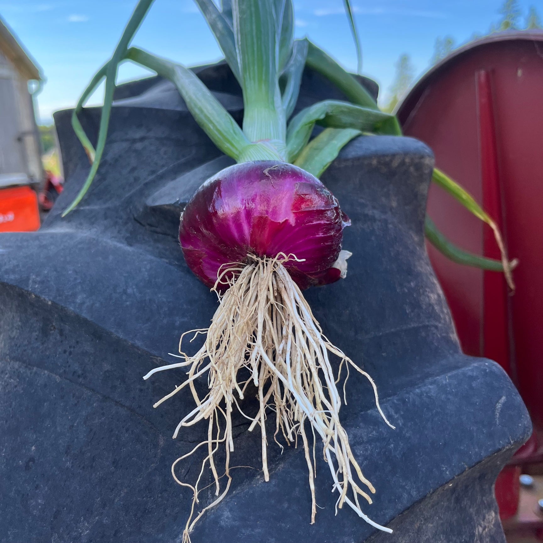 Red Wethersfield Onion – Revival Seeds