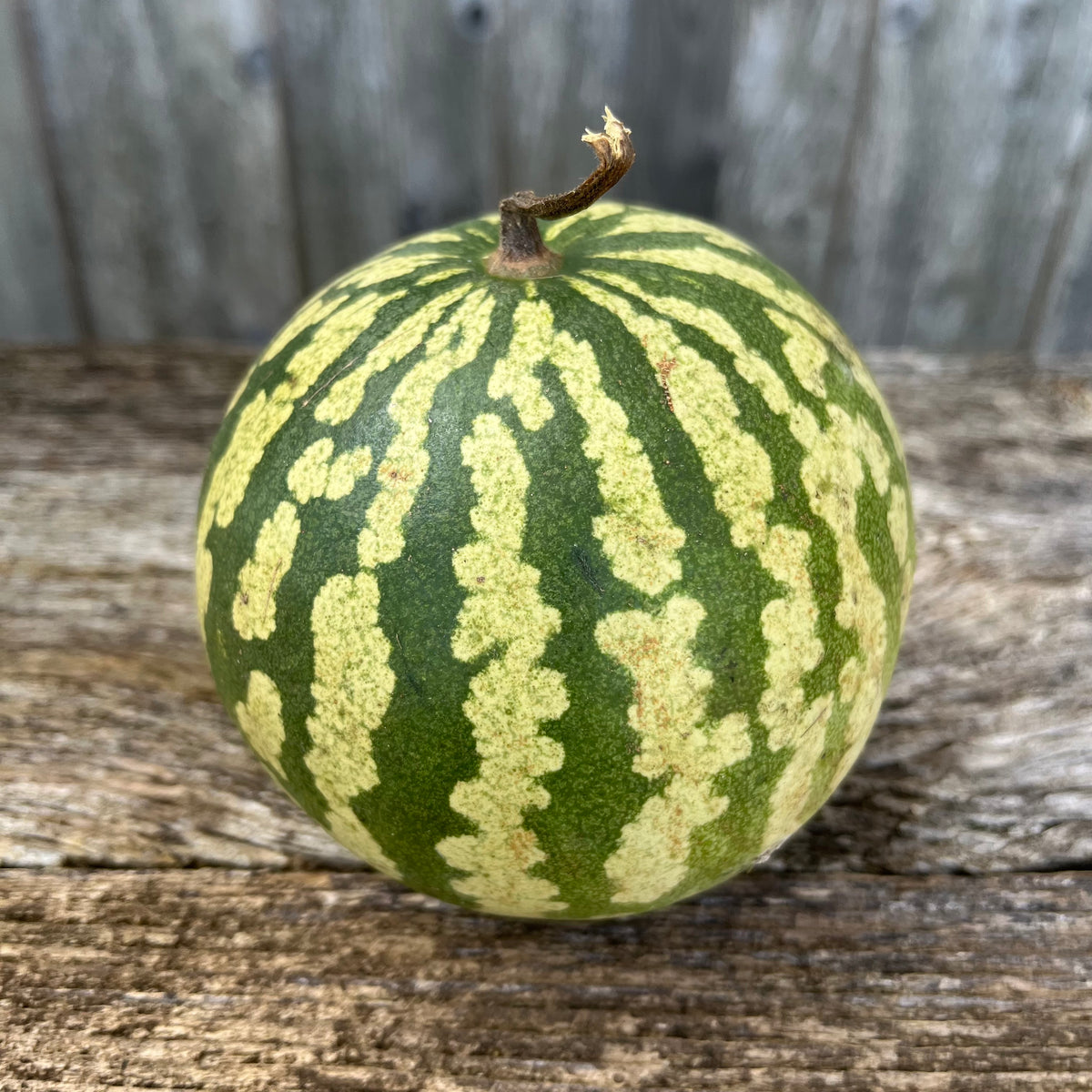 Red Seeded Citron Watermelon – Revival Seeds