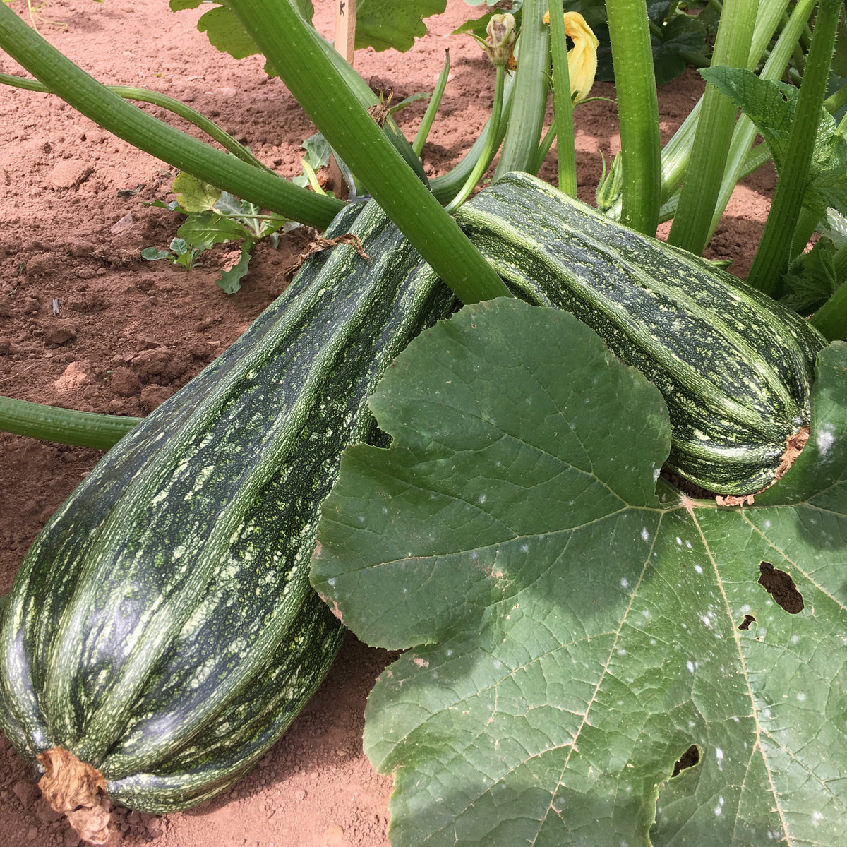 Costata Romanesco Zucchini – Revival Seeds