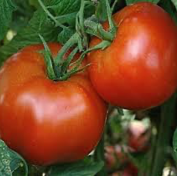 Rutger's Original Tomato – Revival Seeds