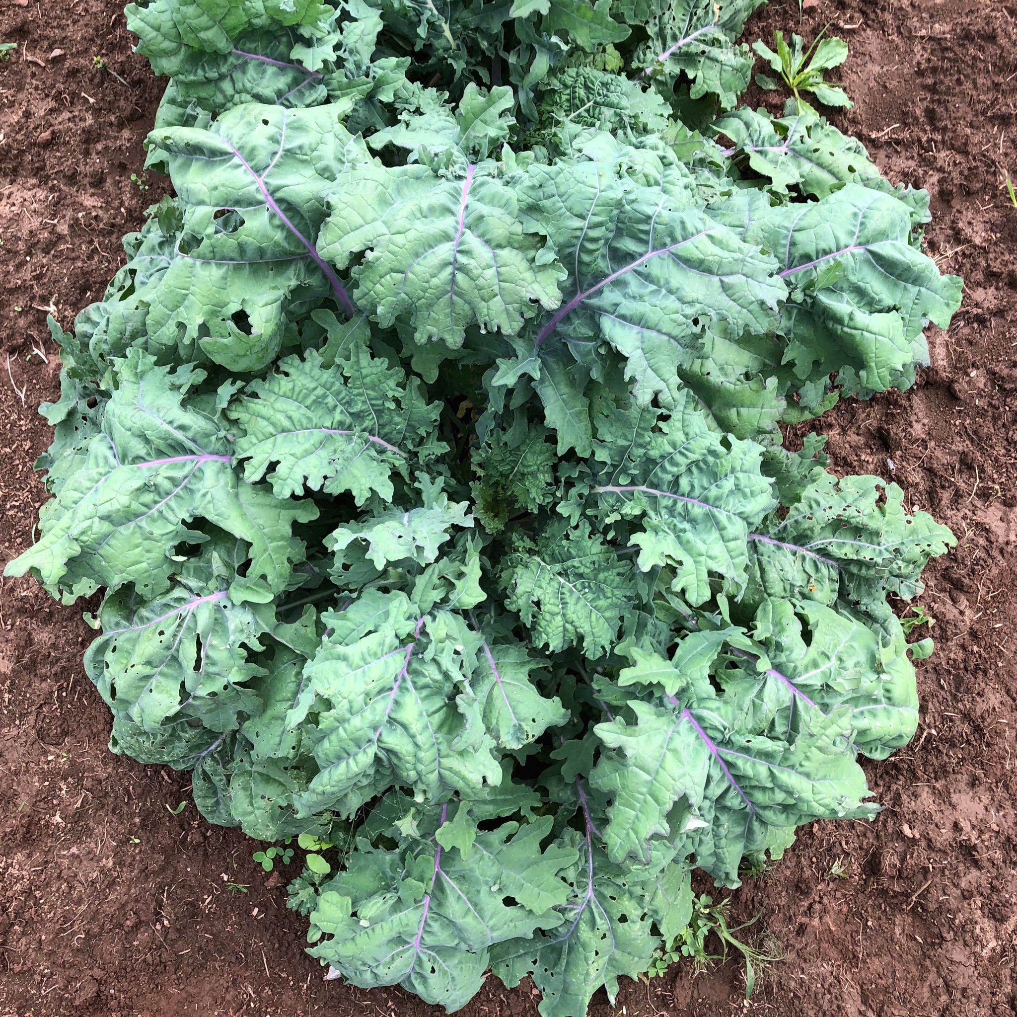 Kale – Revival Seeds