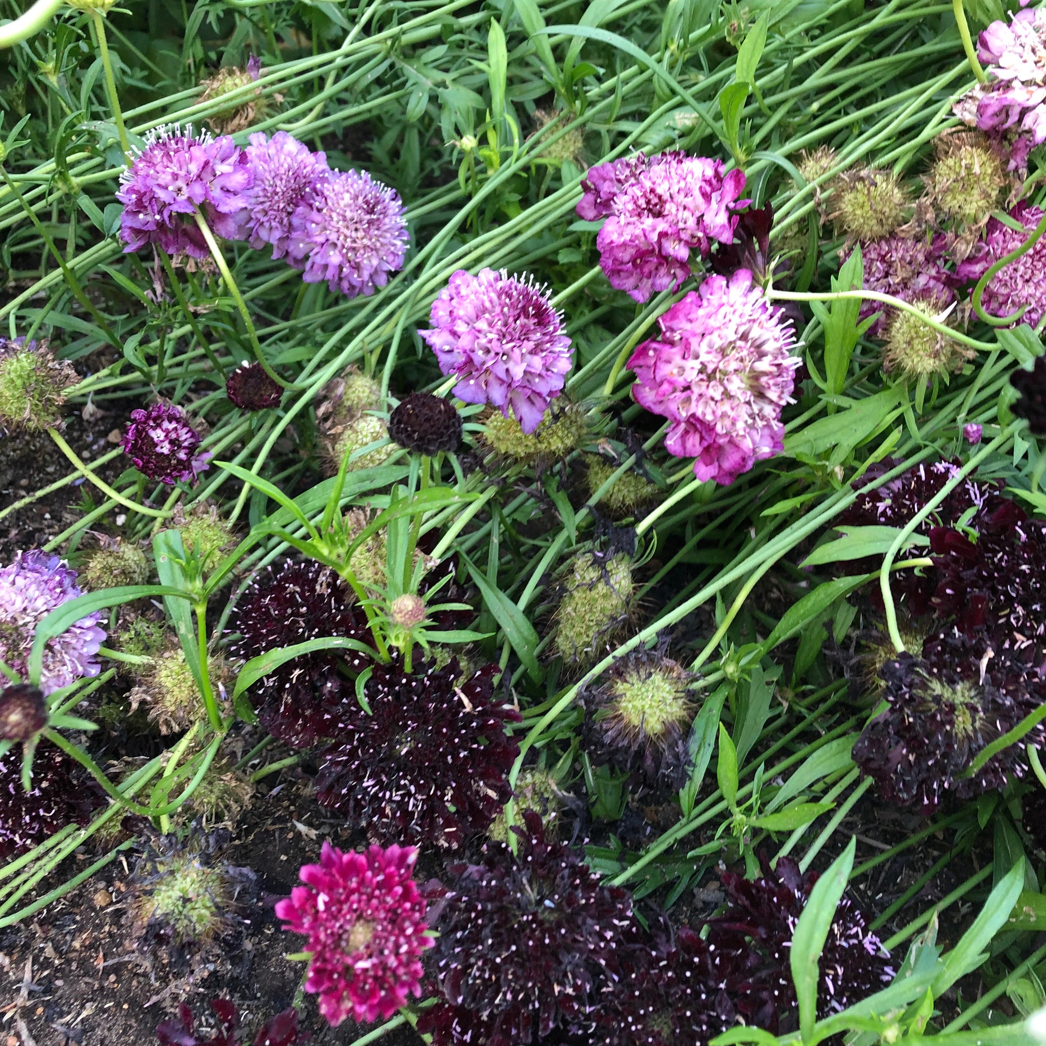 Imperial Mix - Scabiosa – Revival Seeds