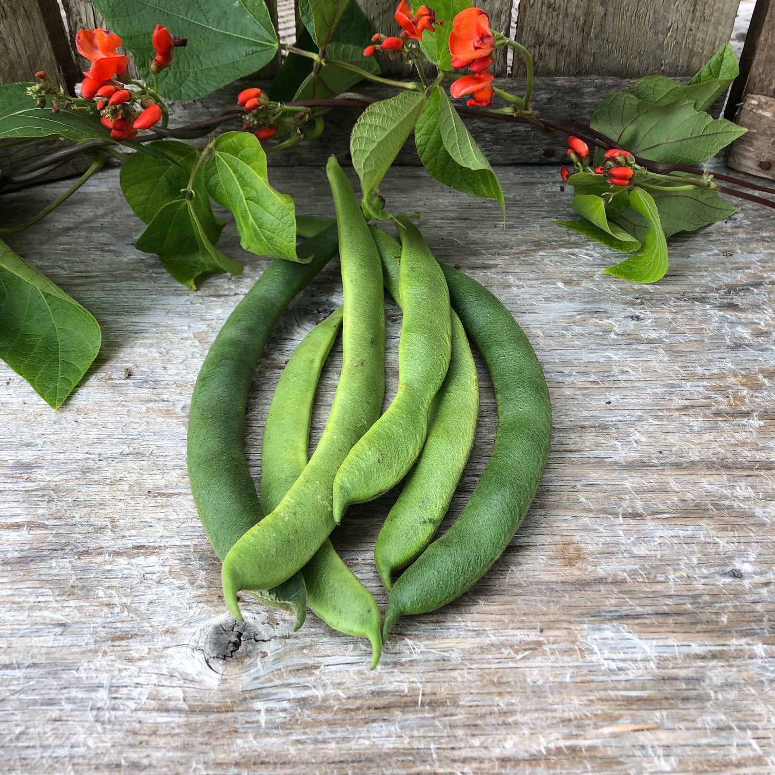 Scarlet Runner Bean – Revival Seeds