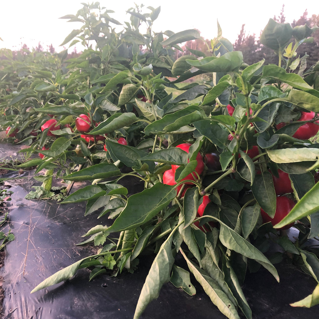 Sheepnose Pimento Sweet Pepper – Revival Seeds