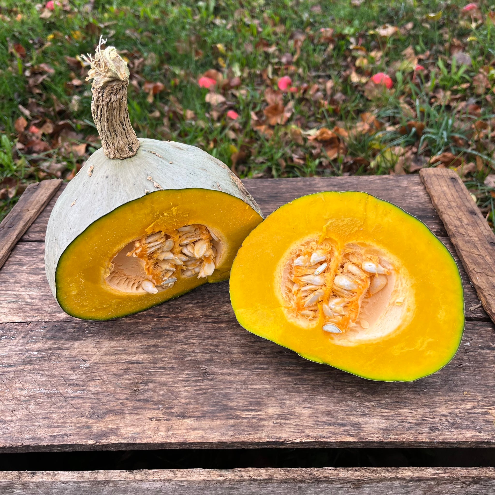 Silver Bell Squash – Revival Seeds