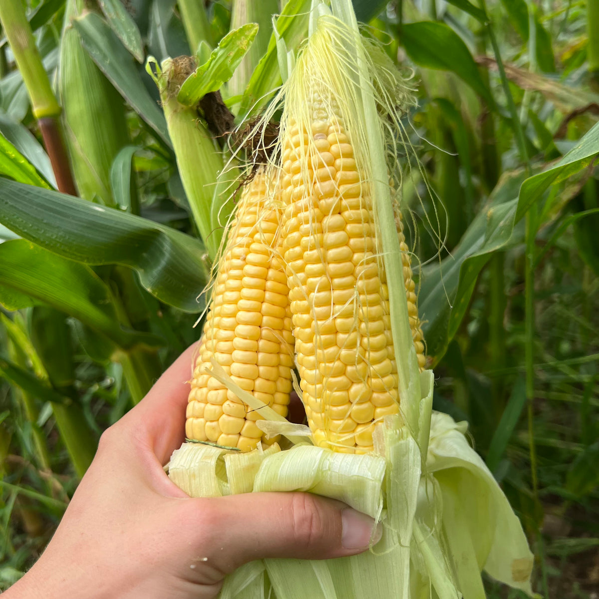 Simonet Sweet Corn – Revival Seeds
