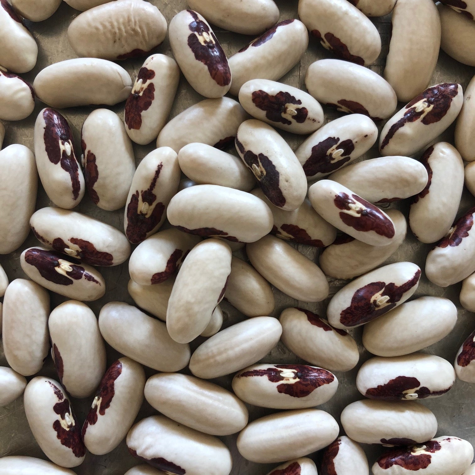Soldier Dry Bush Bean – Revival Seeds