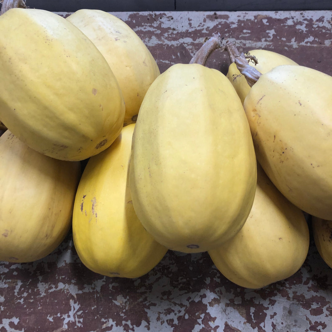 Moonshine Spaghetti Squash – Revival Seeds