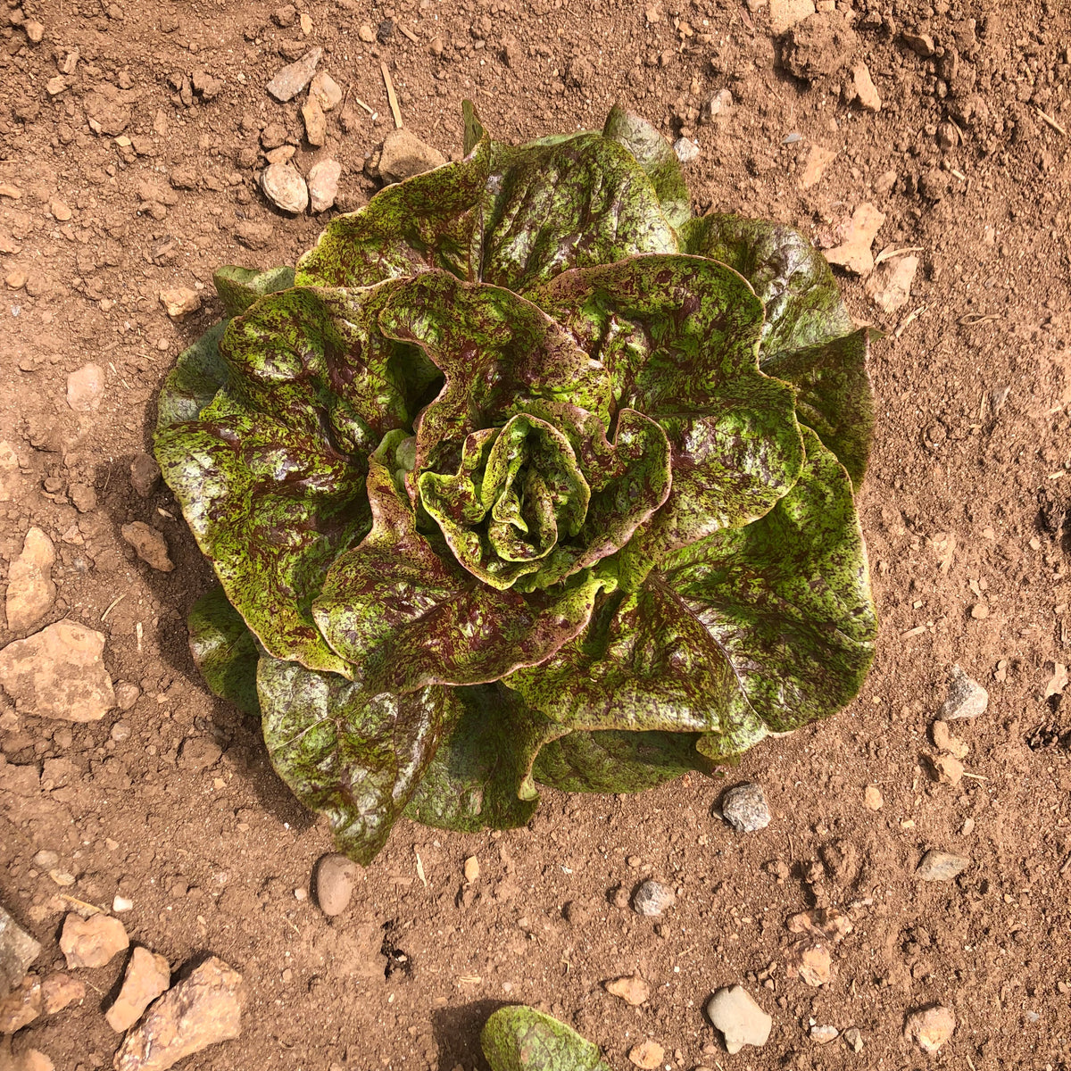 Speckled Amish Lettuce (Winkler strain) – Revival Seeds