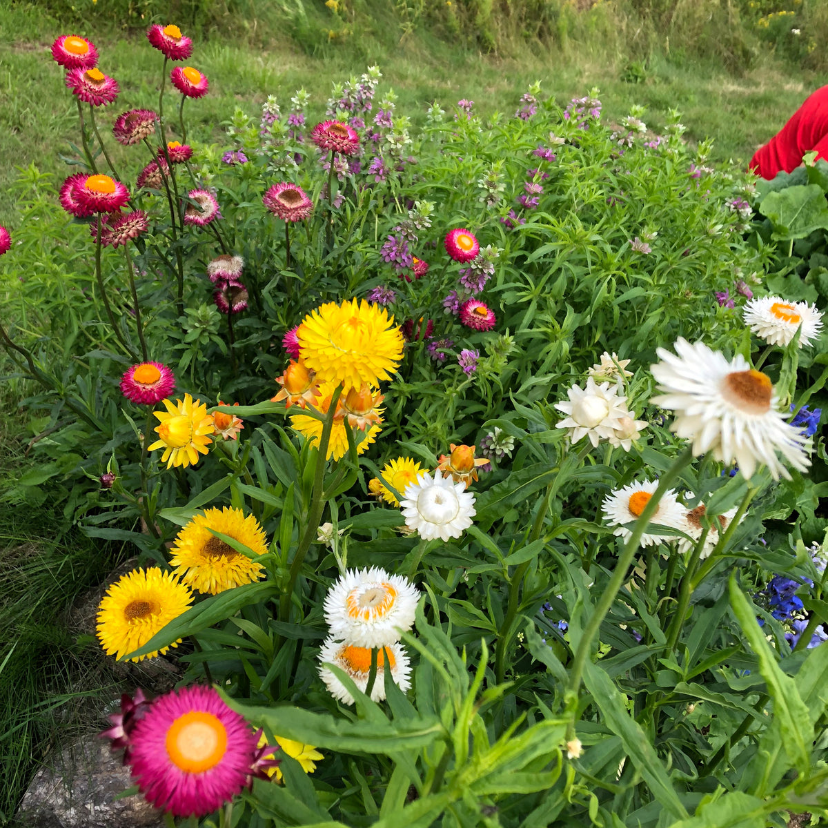 Rainbow Strawflower Mix – Revival Seeds
