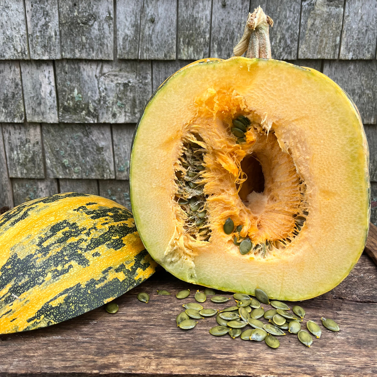 Styrian Hulless Pumpkin – Revival Seeds