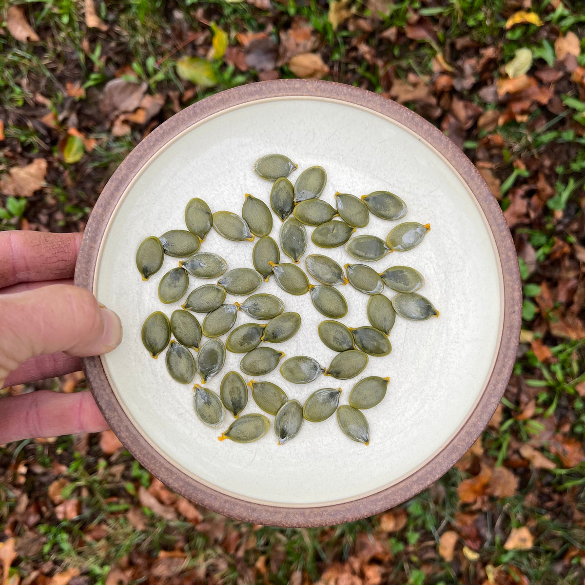 Styrian Hulless Pumpkin – Revival Seeds