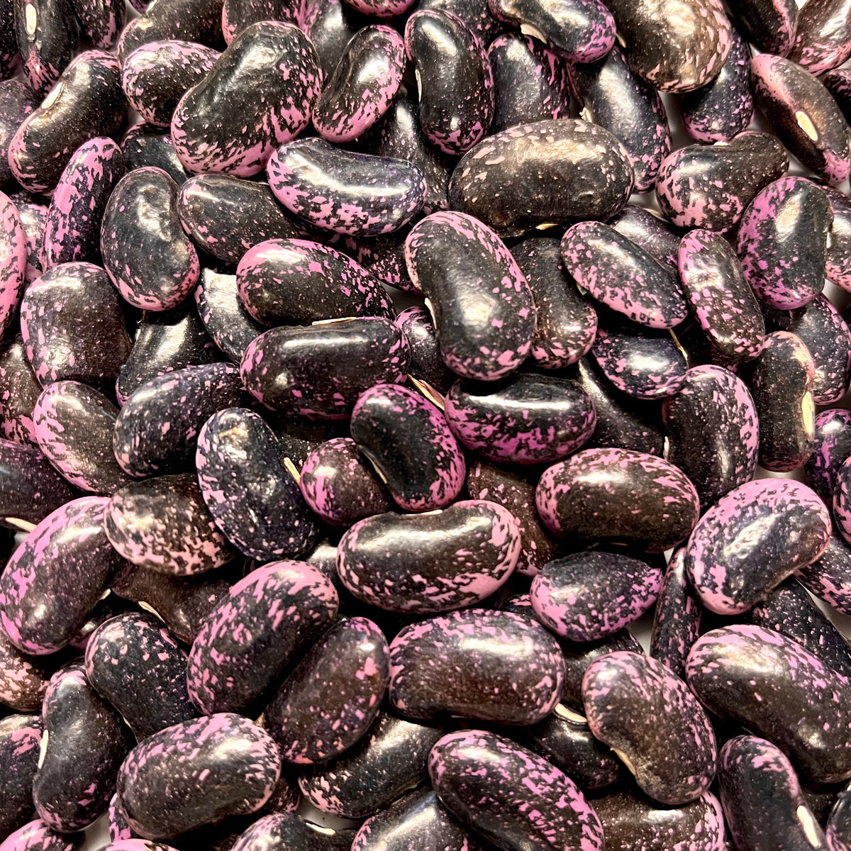 Sunset Runner Bean – Revival Seeds